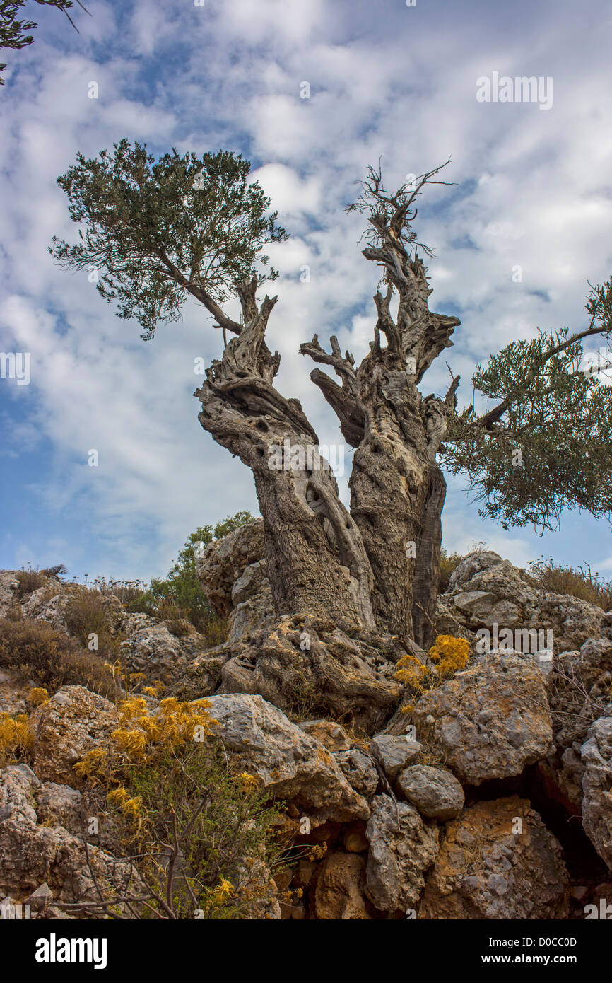 Ancient olive trees, Kalymnos Greece Stock Photo - Alamy