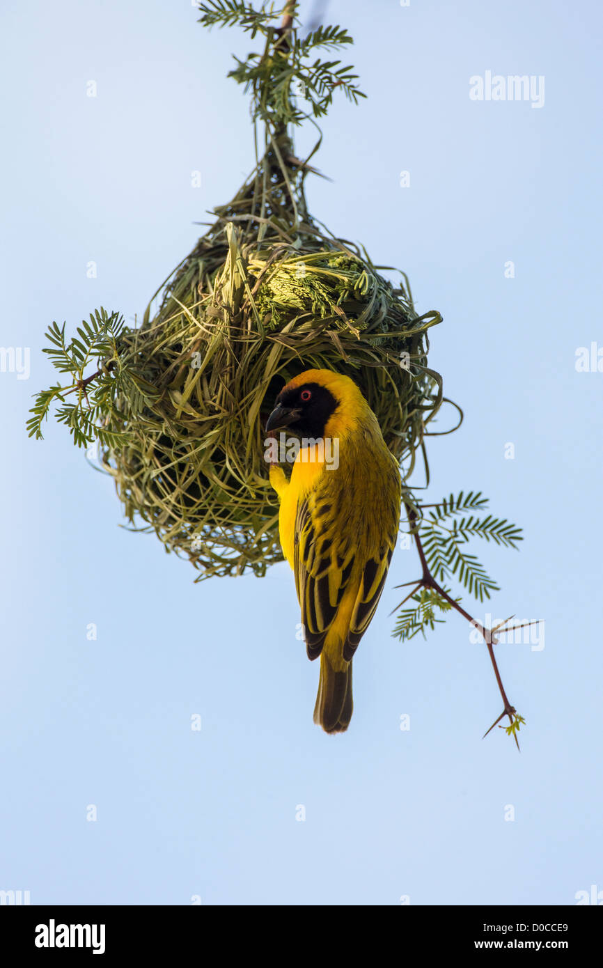 Ploceus velatus vertical hi-res stock photography and images - Alamy