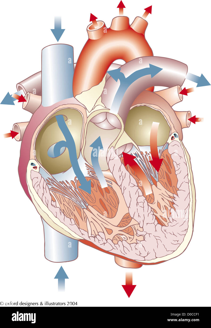 Section through the heart Stock Photo - Alamy