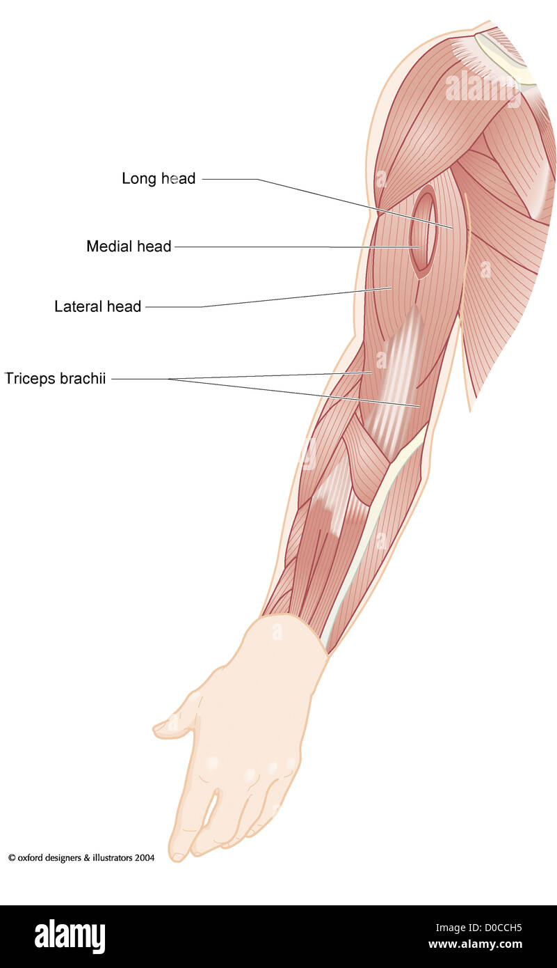 Tendons muscles Cut Out Stock Images & Pictures - Alamy