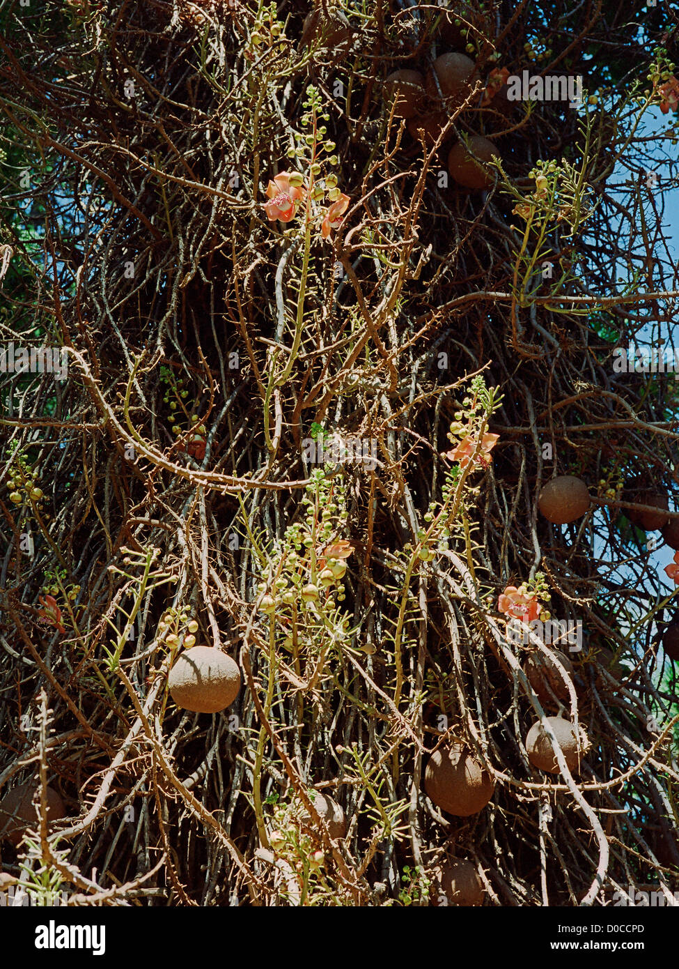 Cannon ball fruit hi-res stock photography and images - Alamy