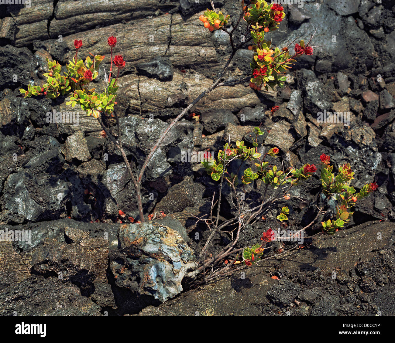 Ohelo hi-res stock photography and images - Alamy