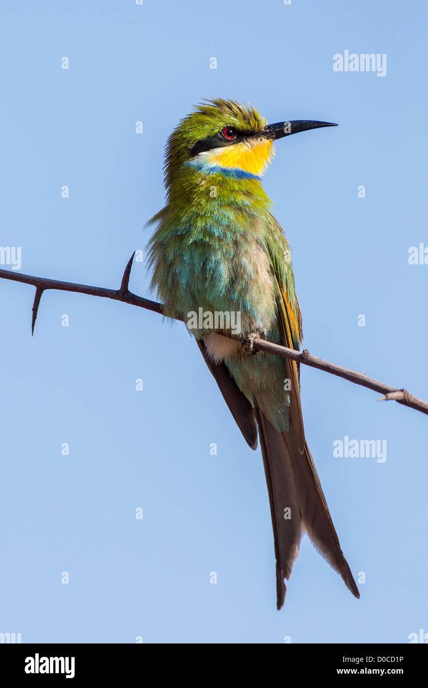 Swallow tailed bee eater hi-res stock photography and images - Alamy
