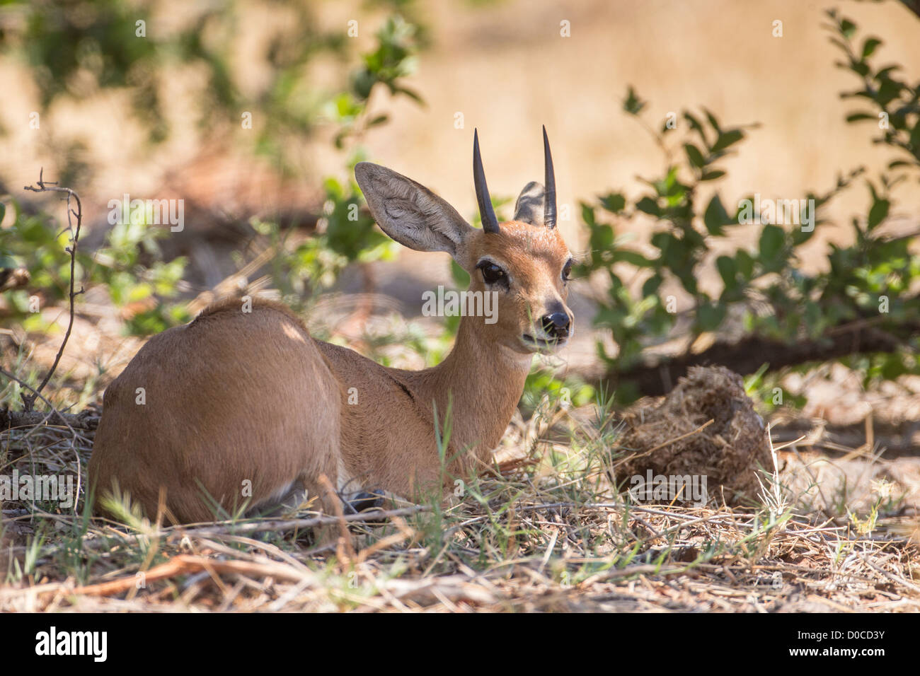 Steenbuck hi-res stock photography and images - Alamy
