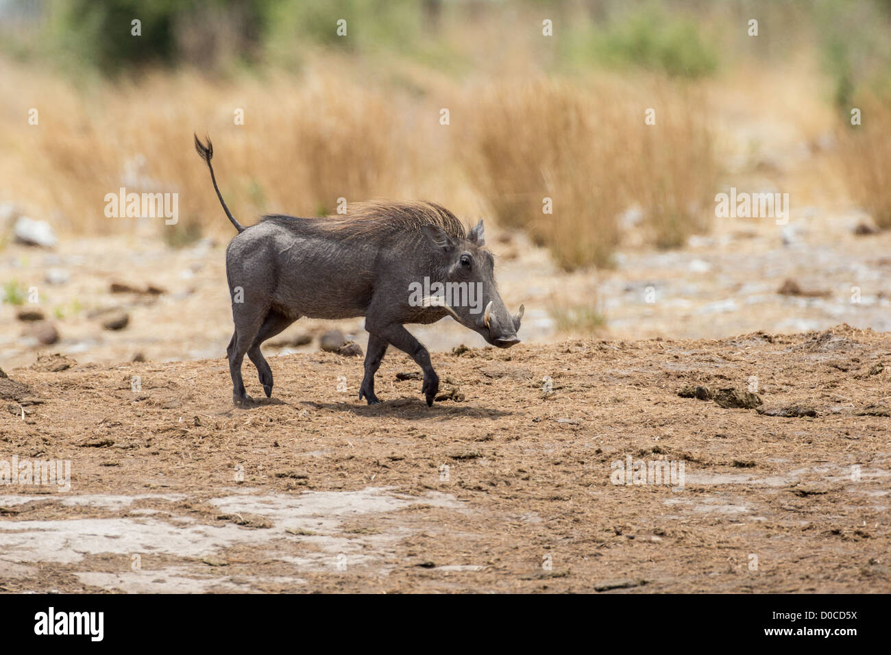 Desert warthog (Phacochoerus aethiopicus) in the Khaudum National Park ...