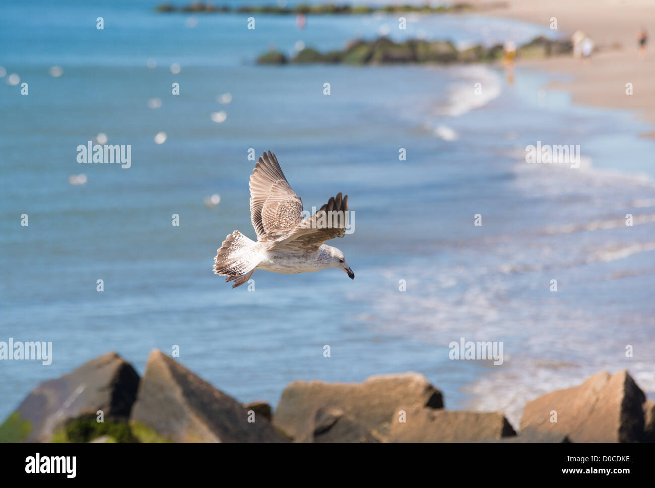 Beautiful coney island hi-res stock photography and images - Alamy