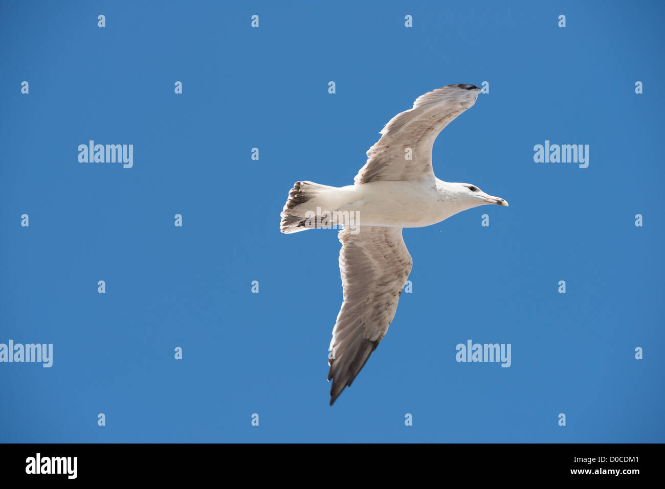 Seagull flying atlantic city hi-res stock photography and images - Alamy