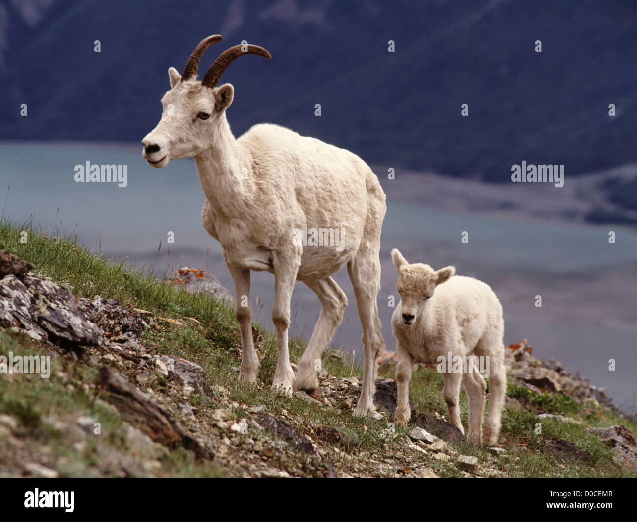 Dall sheep ovis dalli yukon hi-res stock photography and images - Alamy