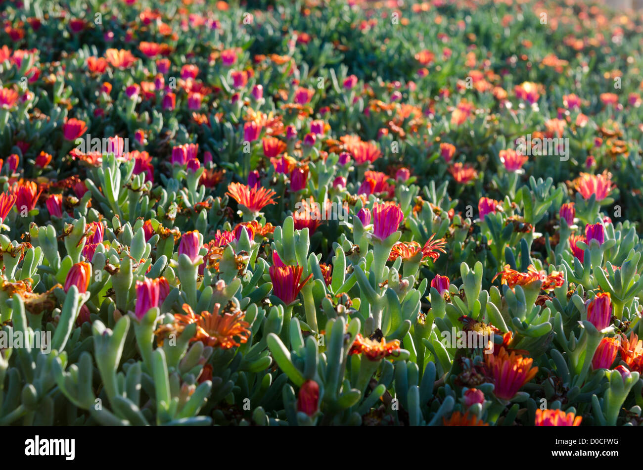 Grass egypt hi-res stock photography and images - Alamy