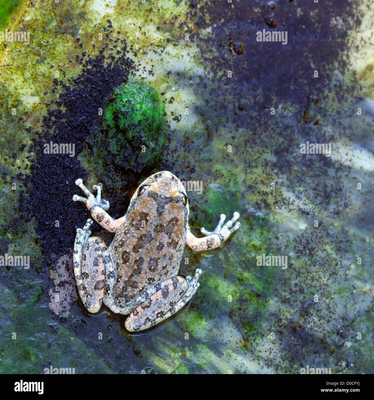Northern Casque-Headed Frog Stock Photo - Alamy