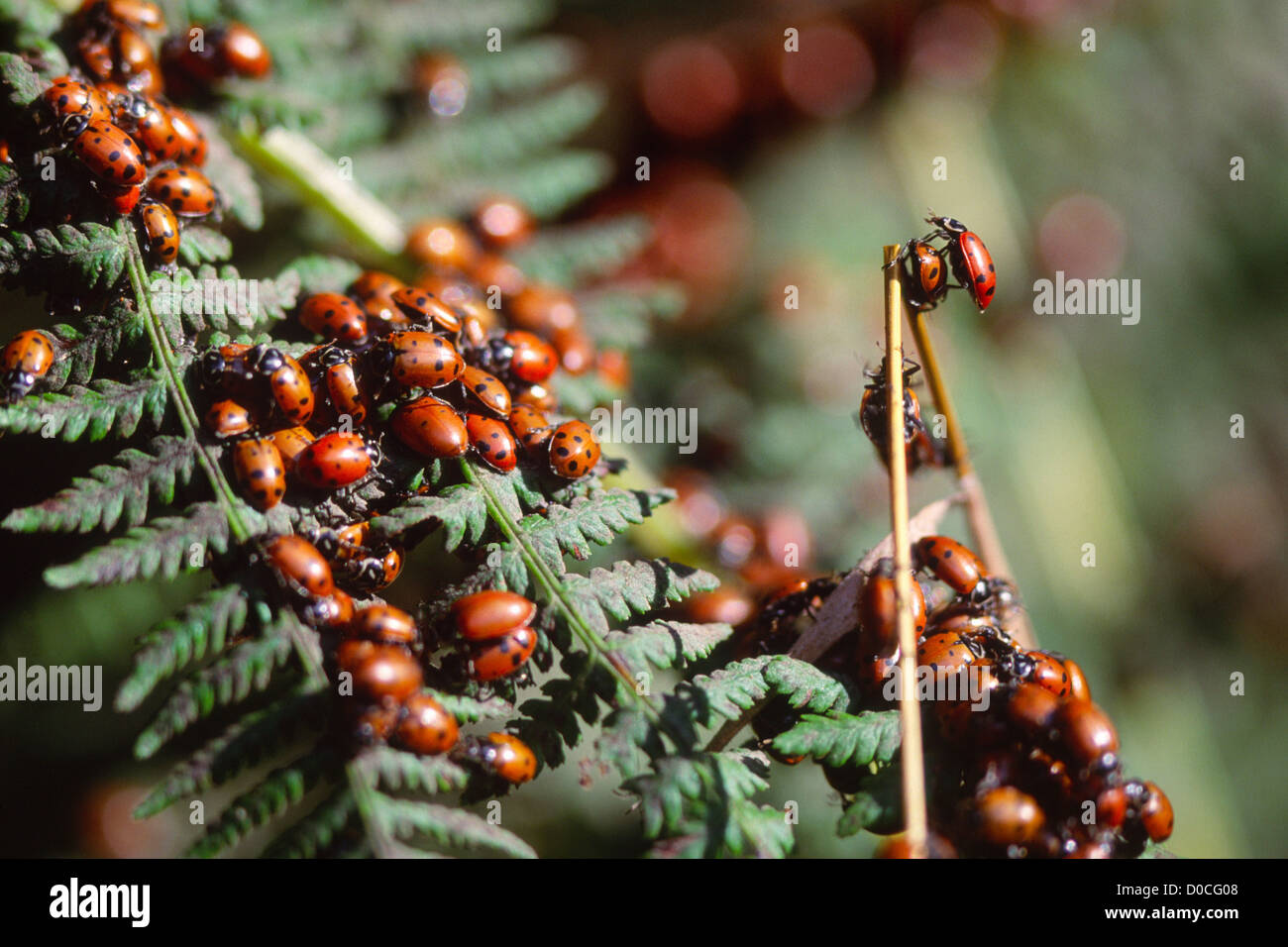 Ladybird beetles hi-res stock photography and images - Alamy