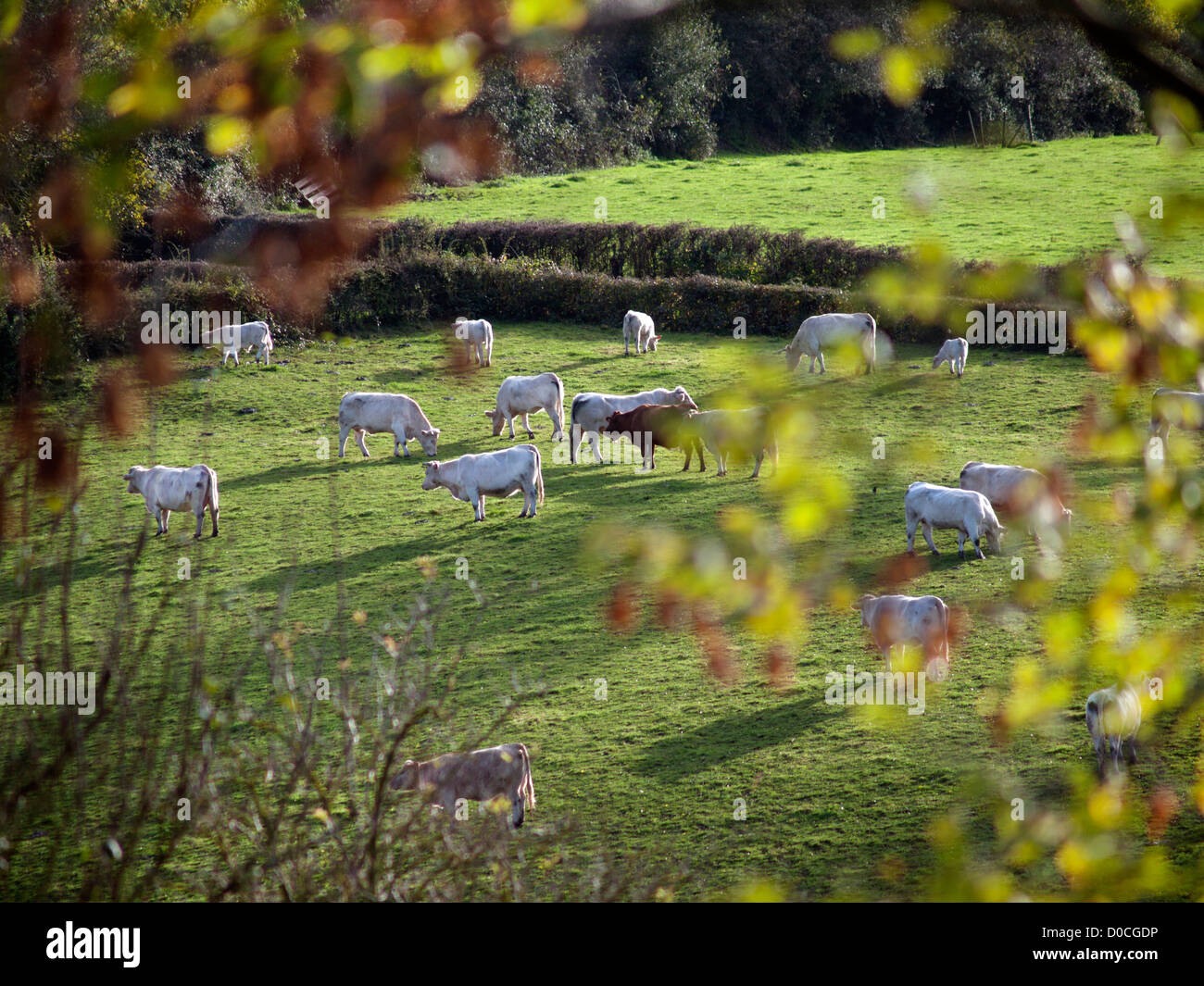 Cattle dairy herd normandy france hi-res stock photography and images ...