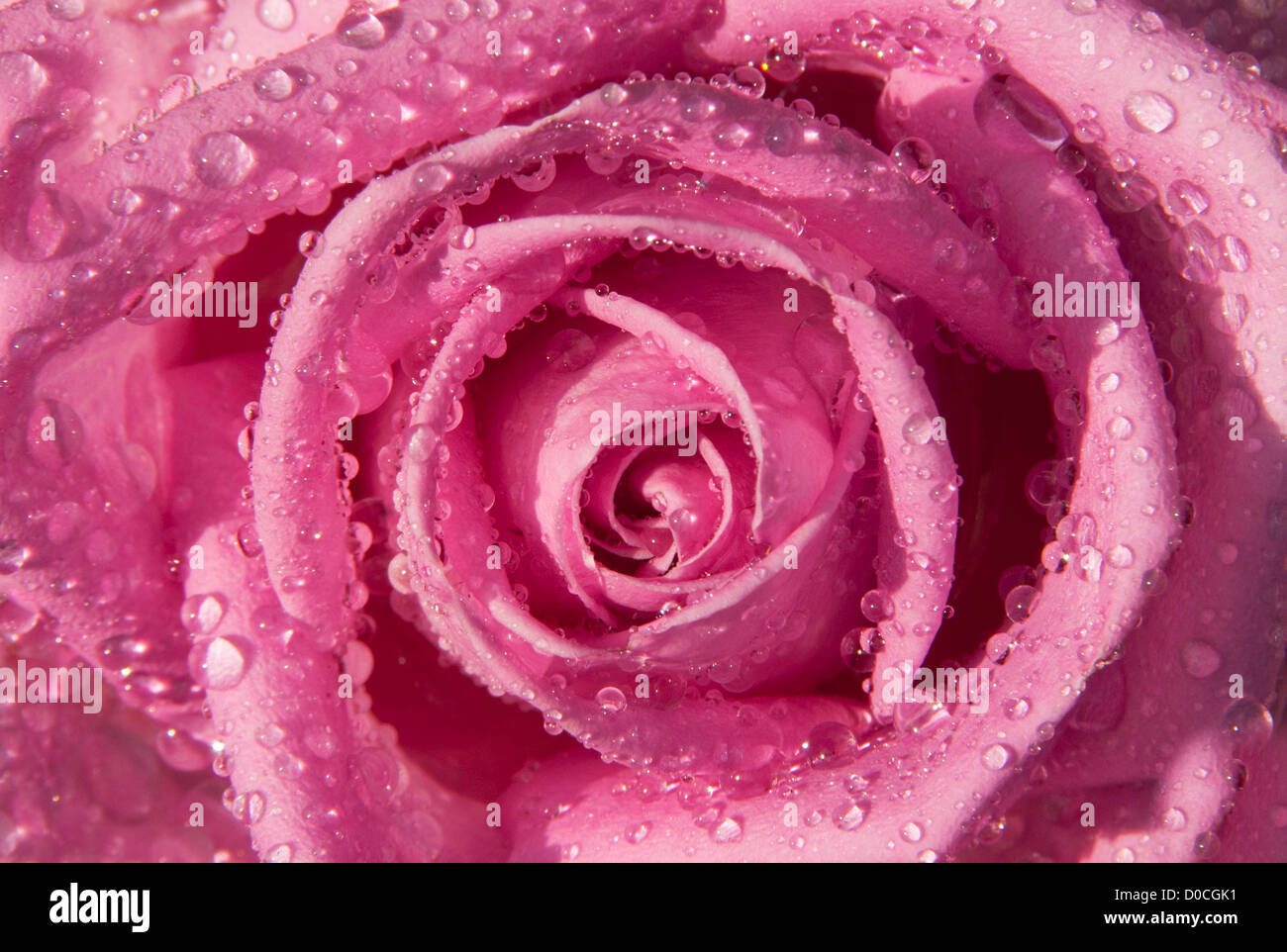 Rain drops enhancing the beauty of a pink Rose Stock Photo - Alamy