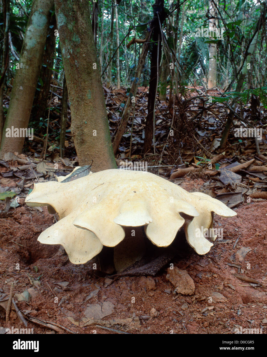 Enormous mushroom hi-res stock photography and images - Alamy