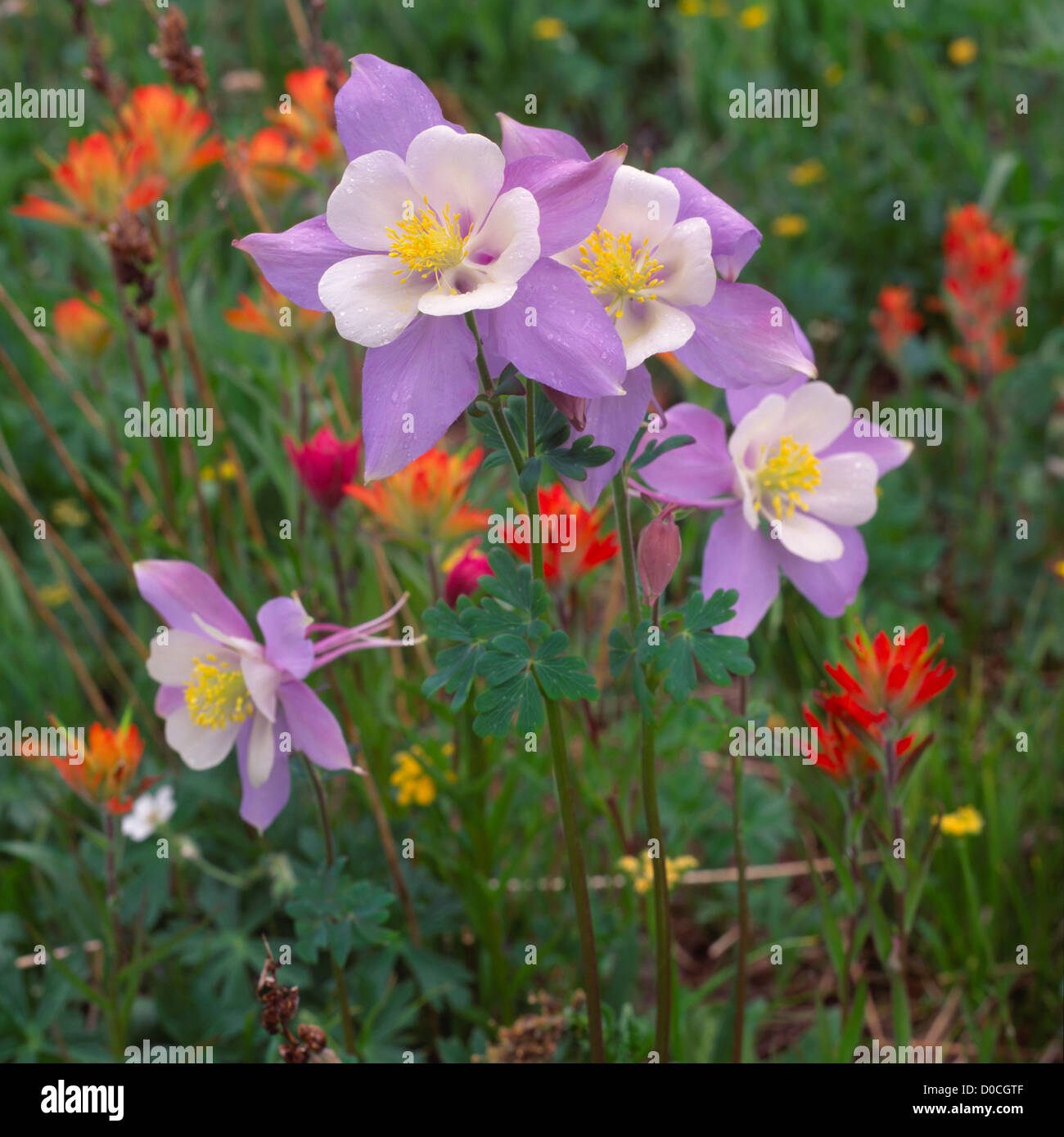 A Natural Bouquet Of Colorado Columbine Stock Photo - Alamy