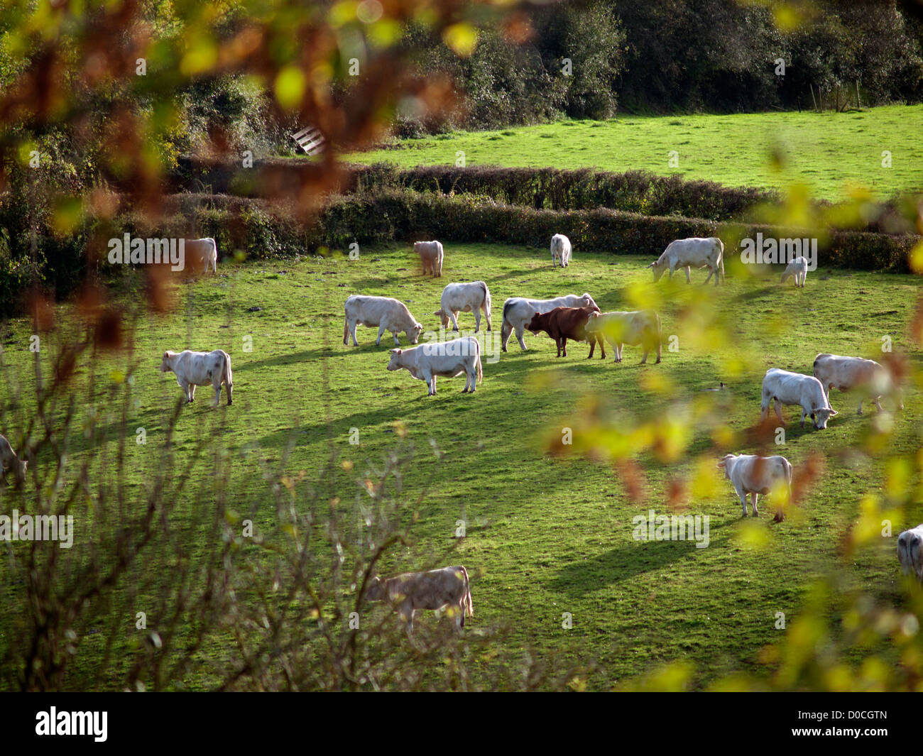 Charolais cattle in Normandy,France Stock Photo - Alamy