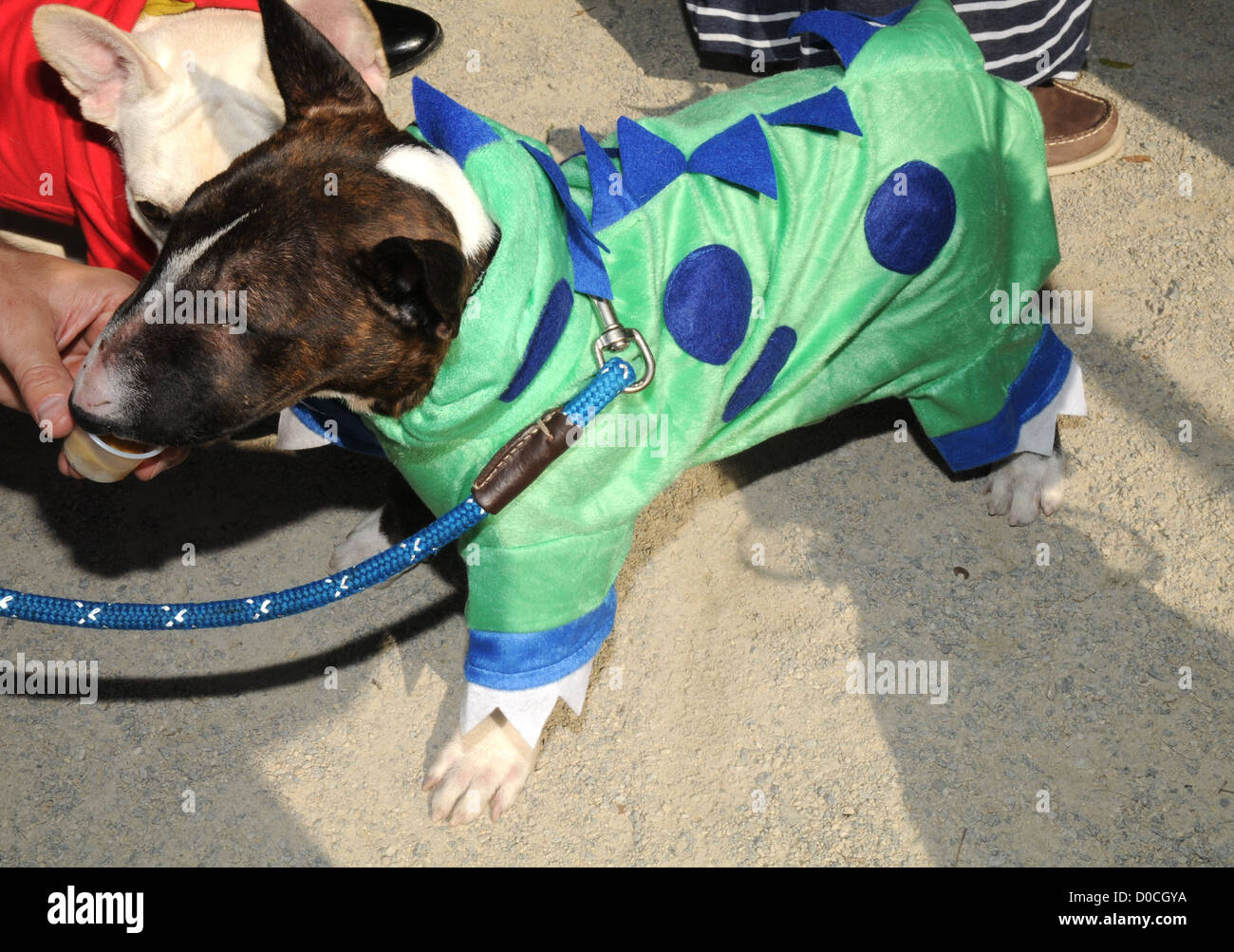 Atmosphere The 20th Annual Tompkins Square Park Halloween Dog Parade ...