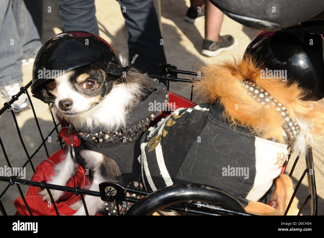 Atmosphere The 20th Annual Tompkins Square Park Halloween Dog Parade ...