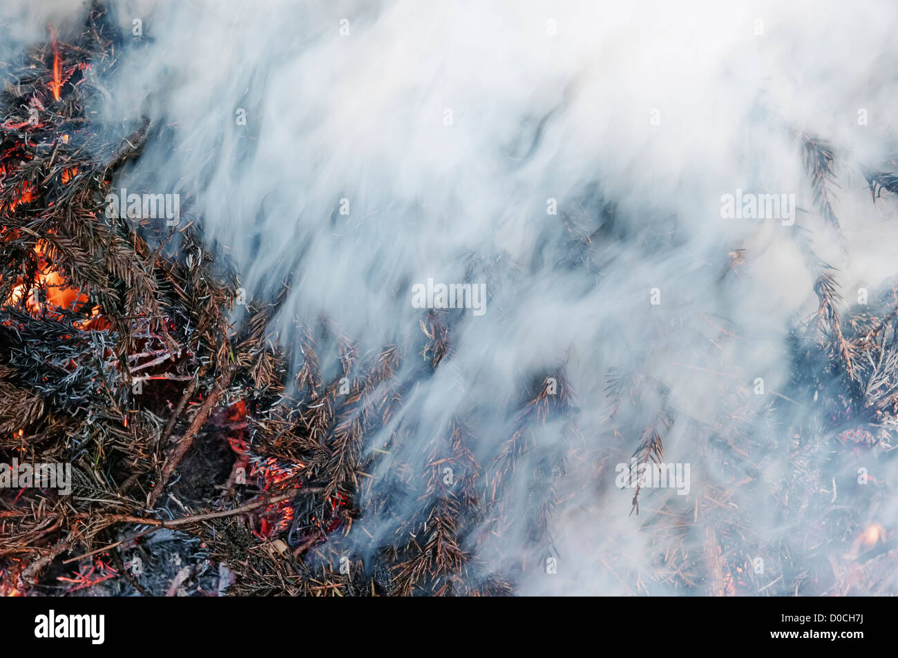 Background from burning branches of a fir-tree. Variant 4 Stock Photo ...