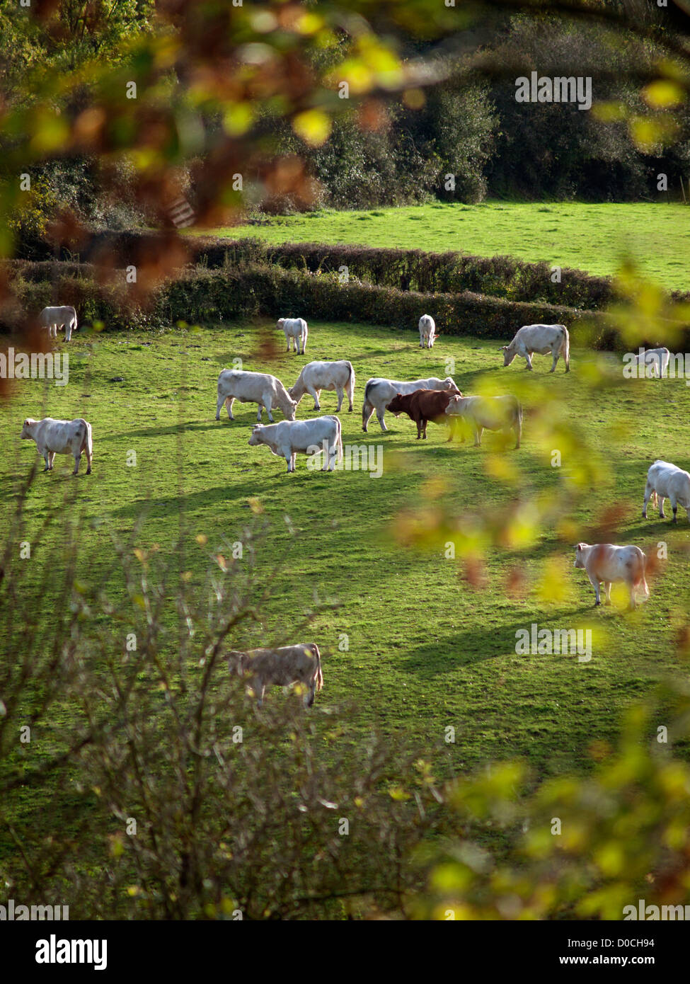 Cattle dairy herd normandy france hi-res stock photography and images ...
