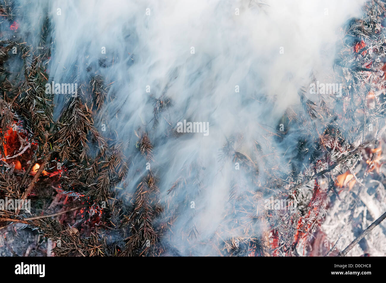 Background from burning branches of a fir-tree. Variant 3 Stock Photo ...