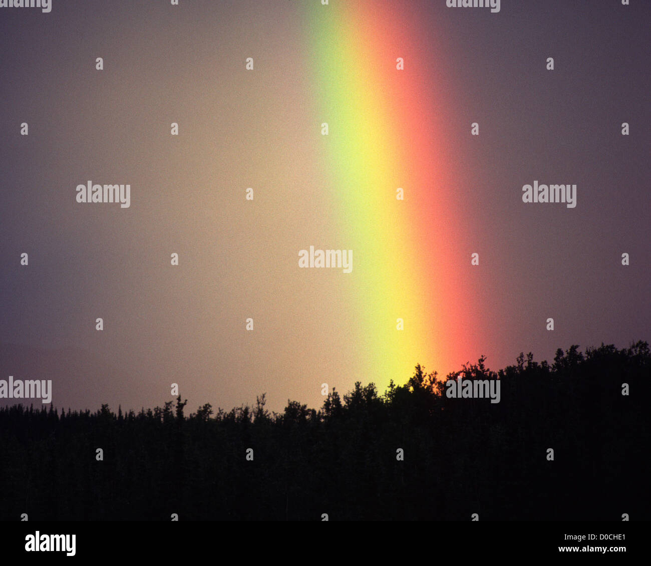 The Saturated Glow of an Alaskan Rainbow Silhouettes a Taiga Forest ...