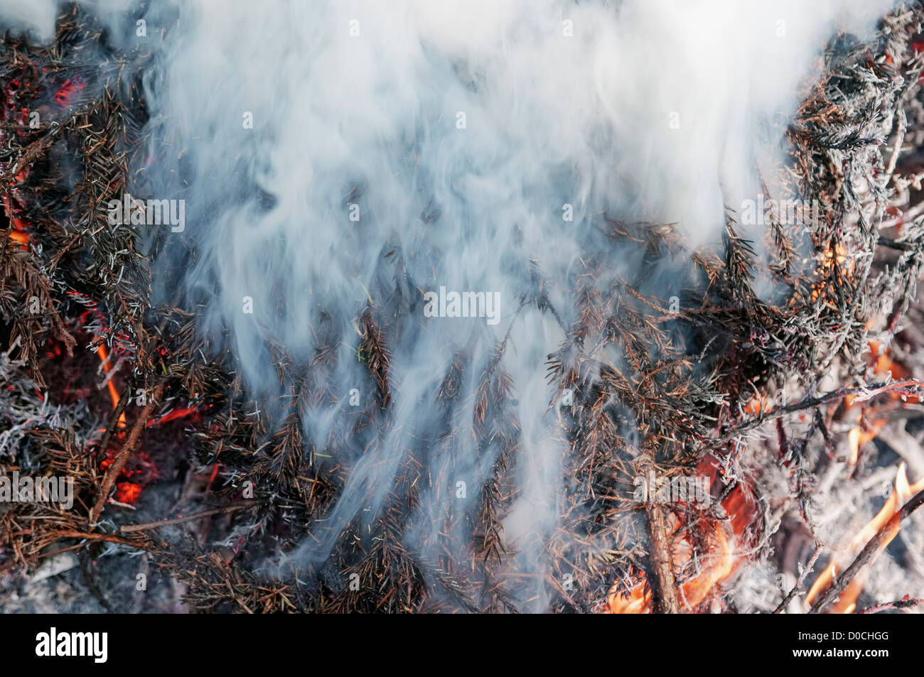 Background from burning branches of a fir-tree. Variant 2 Stock Photo ...
