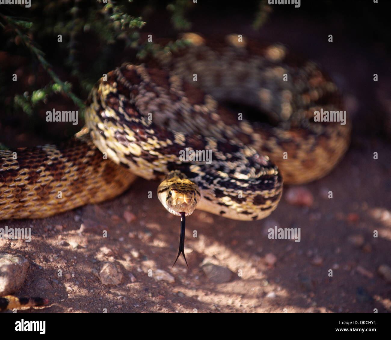 Striking rattlesnake hi-res stock photography and images - Alamy