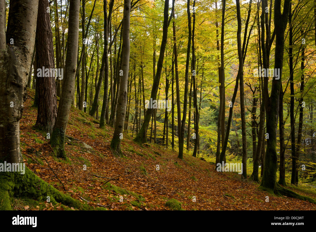 Beech (Fagus) woodland in the East Lyn valley near Brendon, Exmoor ...