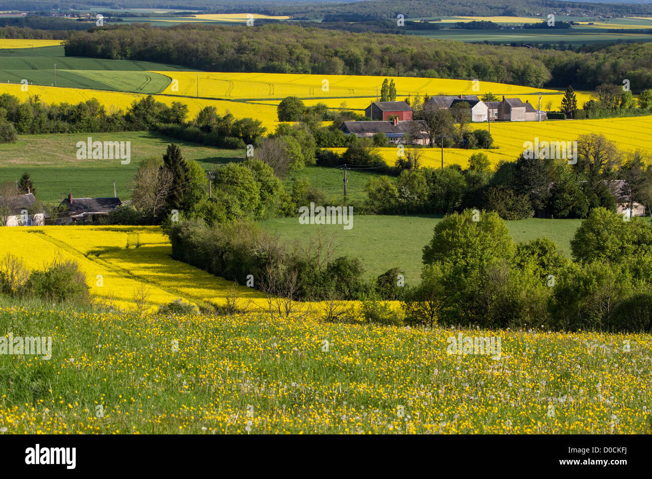 BOCAGES AND RAPE FIELDS AGRICULTURAL LANDSCAPE IN MONTIGNY CHER (18 ...