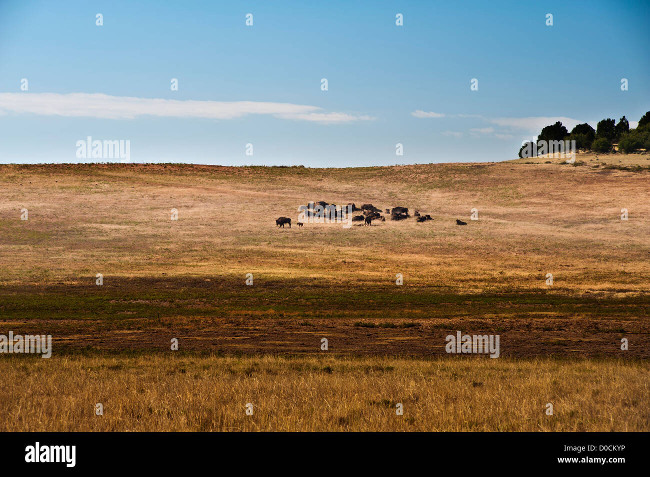 Bison on hillside hi-res stock photography and images - Alamy