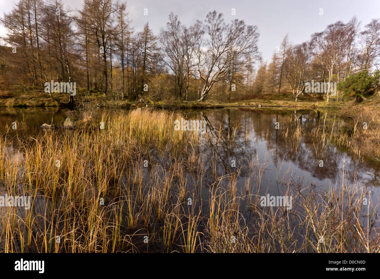 A small tarn on Holme Fell, in late autumn, in the Lake District ...