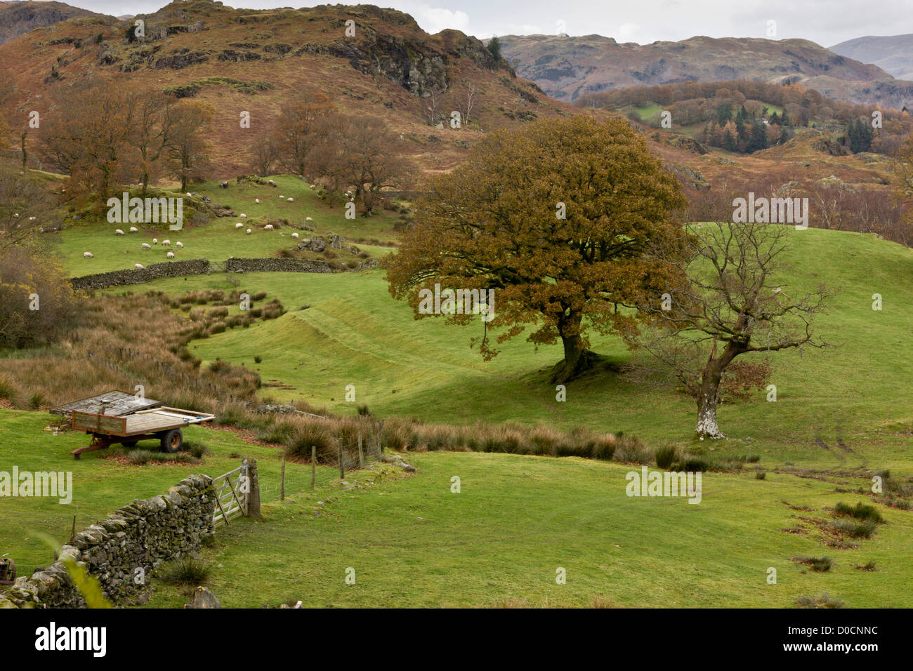 Old Common Oak tree (Quercus robur) in pasture at High Oxen Fell, in ...