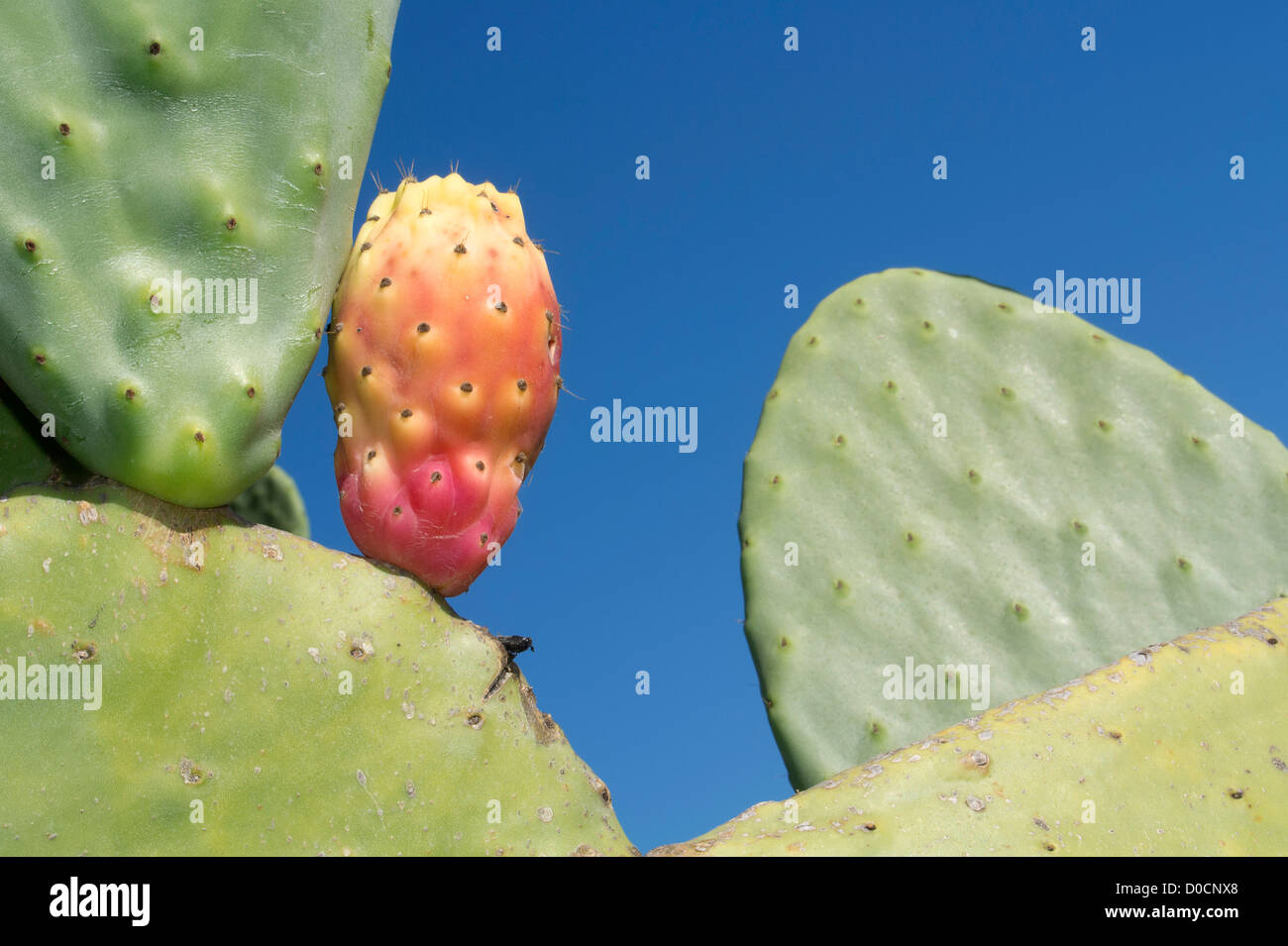Prickly pear, Theletra, Paphos District, Cyprus. 21 November 2012 Stock ...