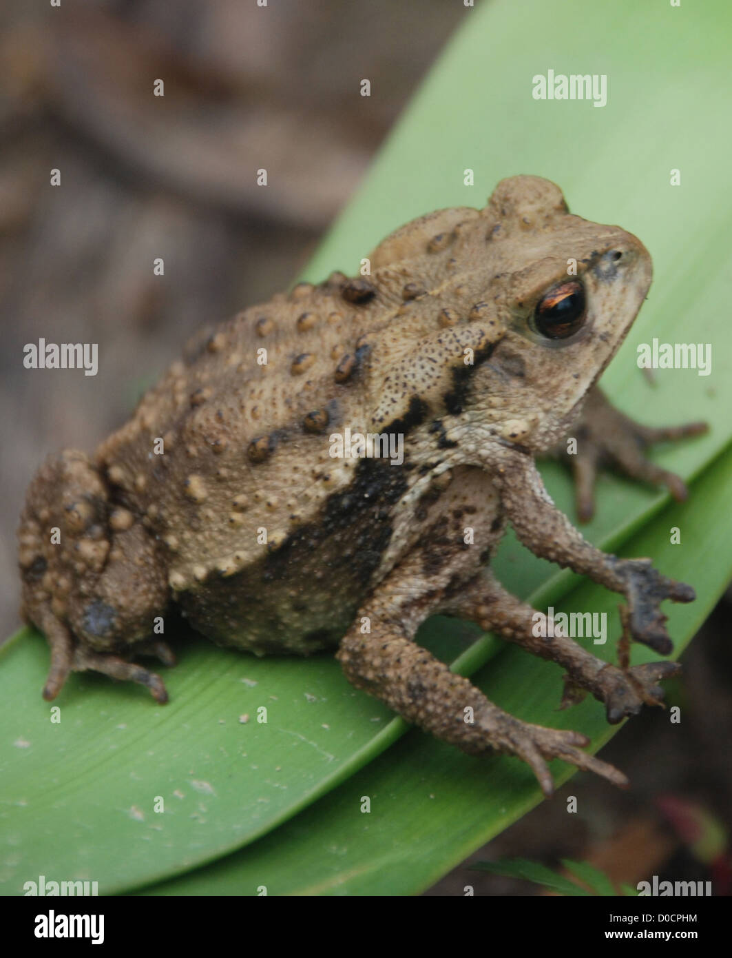 SIX LEGGED TOAD It was China's traditional Mid-autumn Day On Oct 22th ...