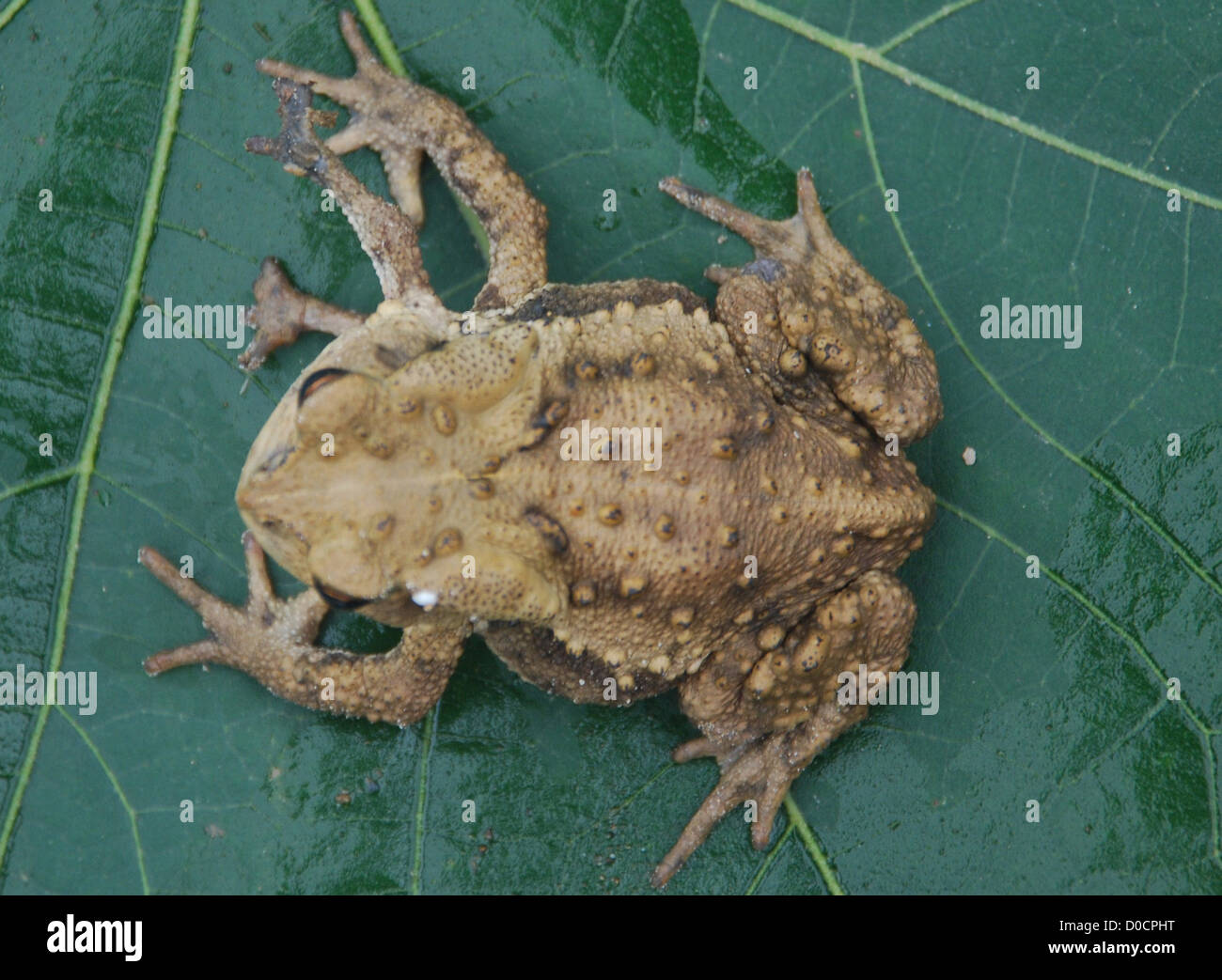 SIX LEGGED TOAD It was China's traditional Mid-autumn Day On Oct 22th ...