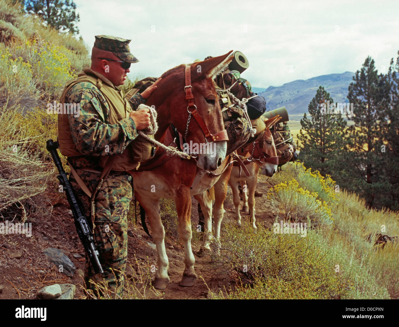Military Mule Stock Photos & Military Mule Stock Images - Alamy