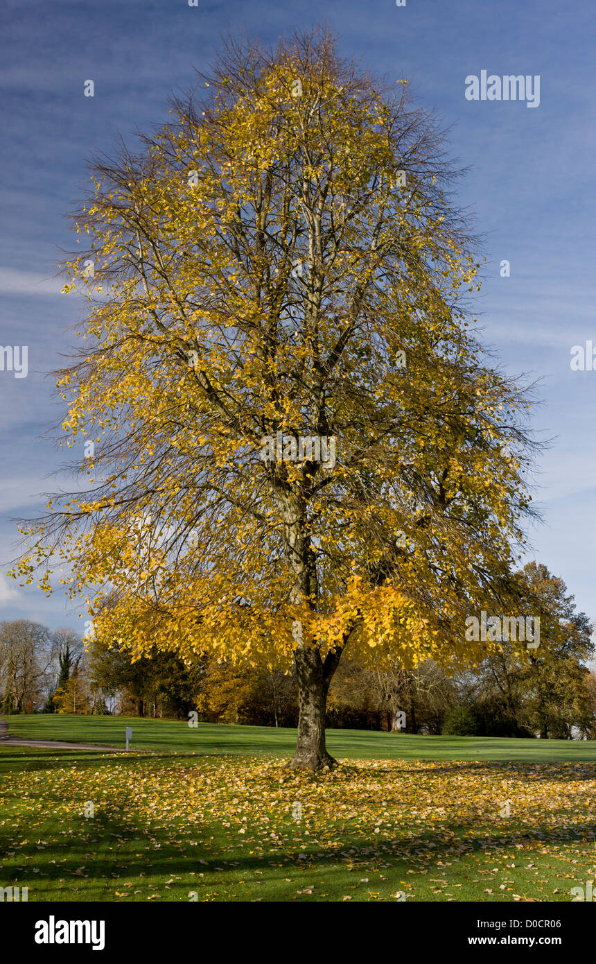 Large-leaved lime (Tilia platyphyllos) planted tree in autumn colours ...