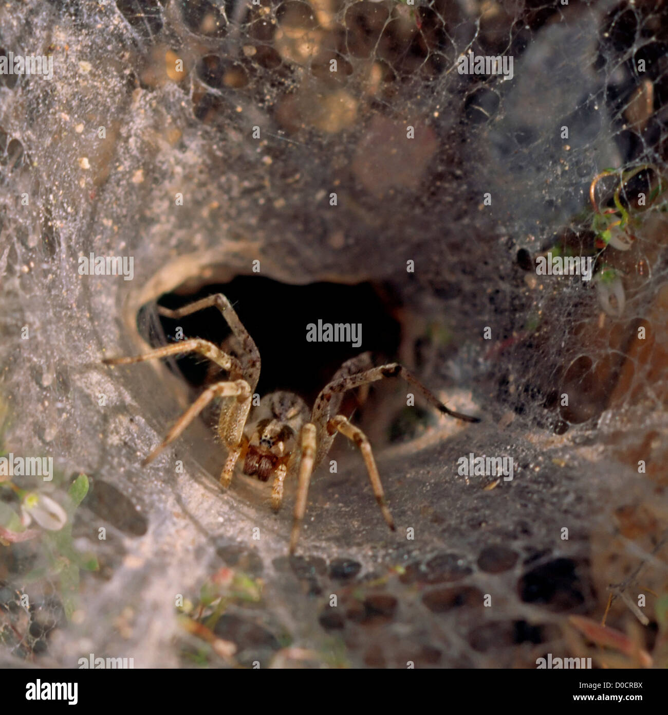 Morning Light Greets a Wolf Spider in Southern Arizona's Desert Stock ...