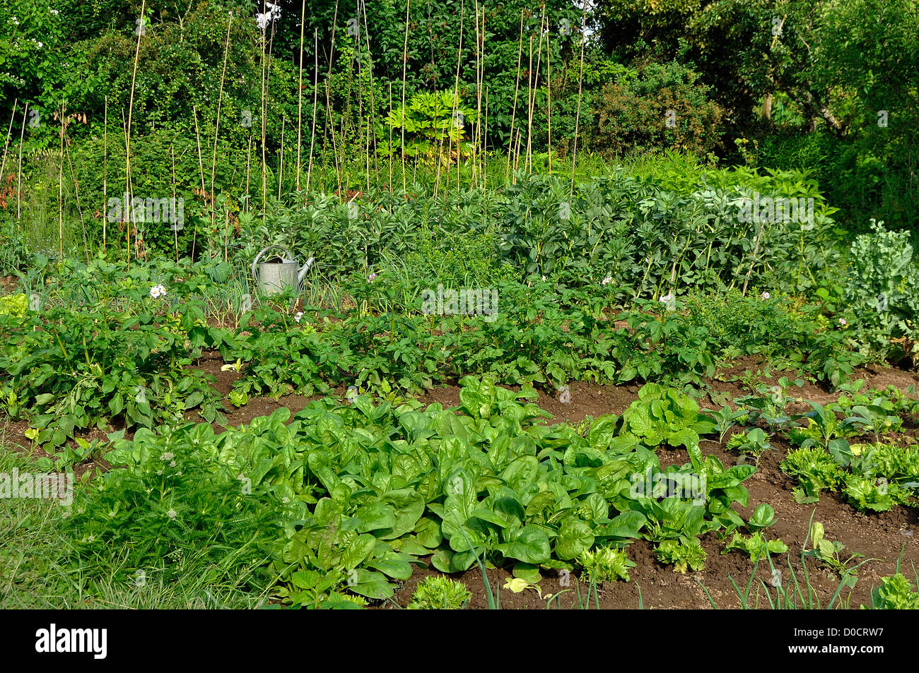 A traditional vegetable garden in the countryside, in june, vegetables ...