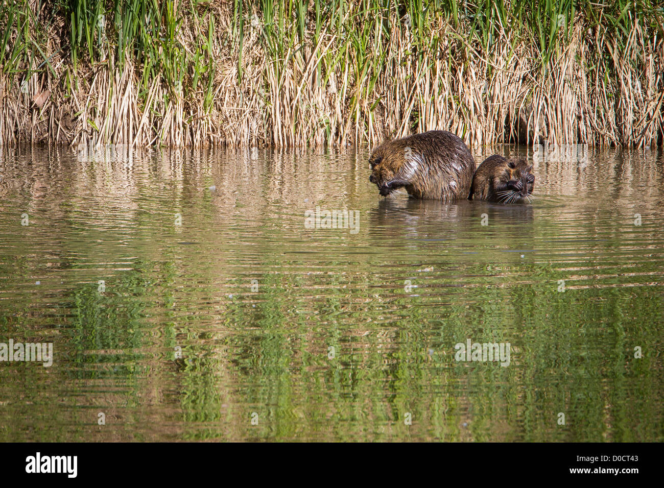 All Grown Up River Rats