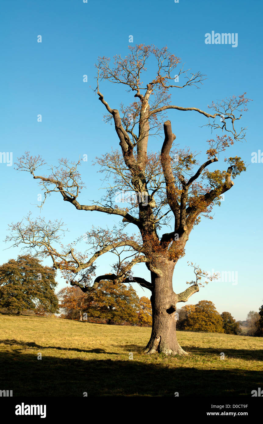 Pruned oak tree, Broughton Park, Oxfordshire, UK Stock Photo - Alamy