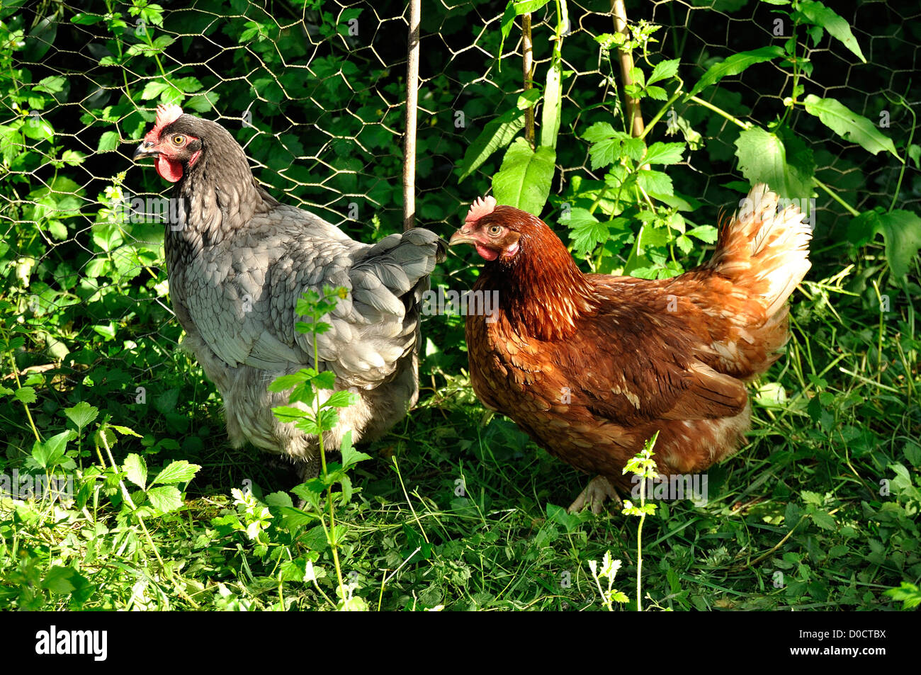 Red black grey hi-res stock photography and images - Alamy