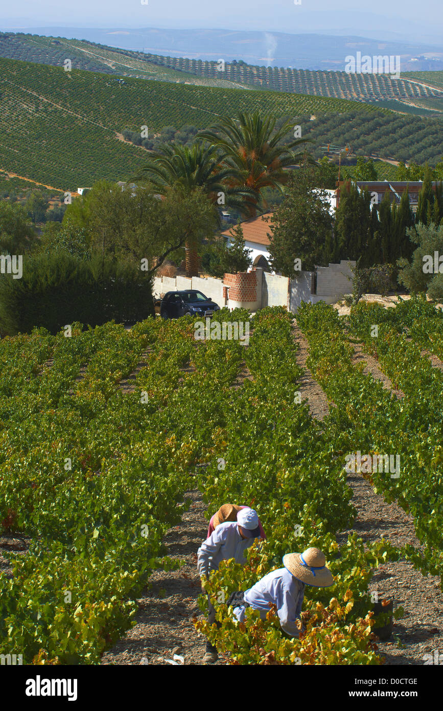 Montilla, Harvesting Pedro Ximenez wine grapes, Vintage in a vineyard ...