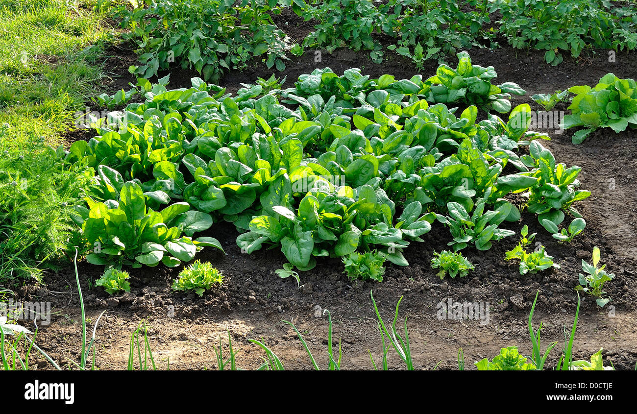 Vegetable plot spinach (Spinacia oleracea), variety : 'Matador', in ...