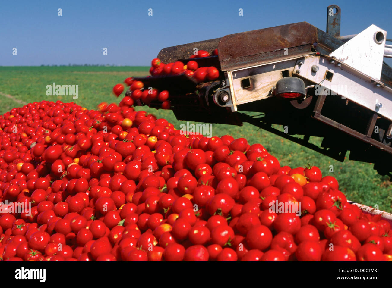Tomato harvester loading hi-res stock photography and images - Alamy