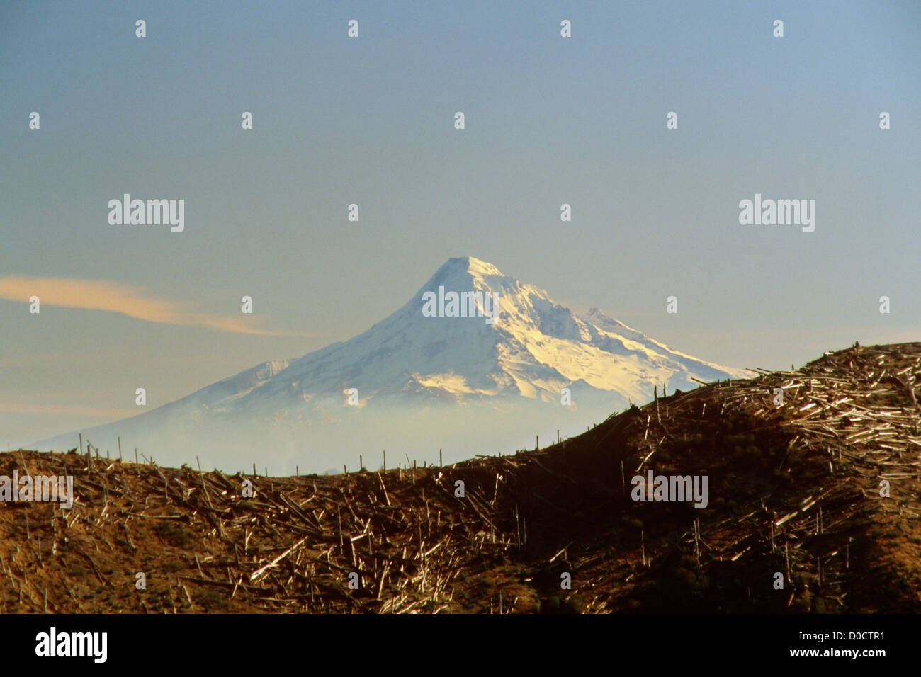 Denuded trees hi-res stock photography and images - Alamy