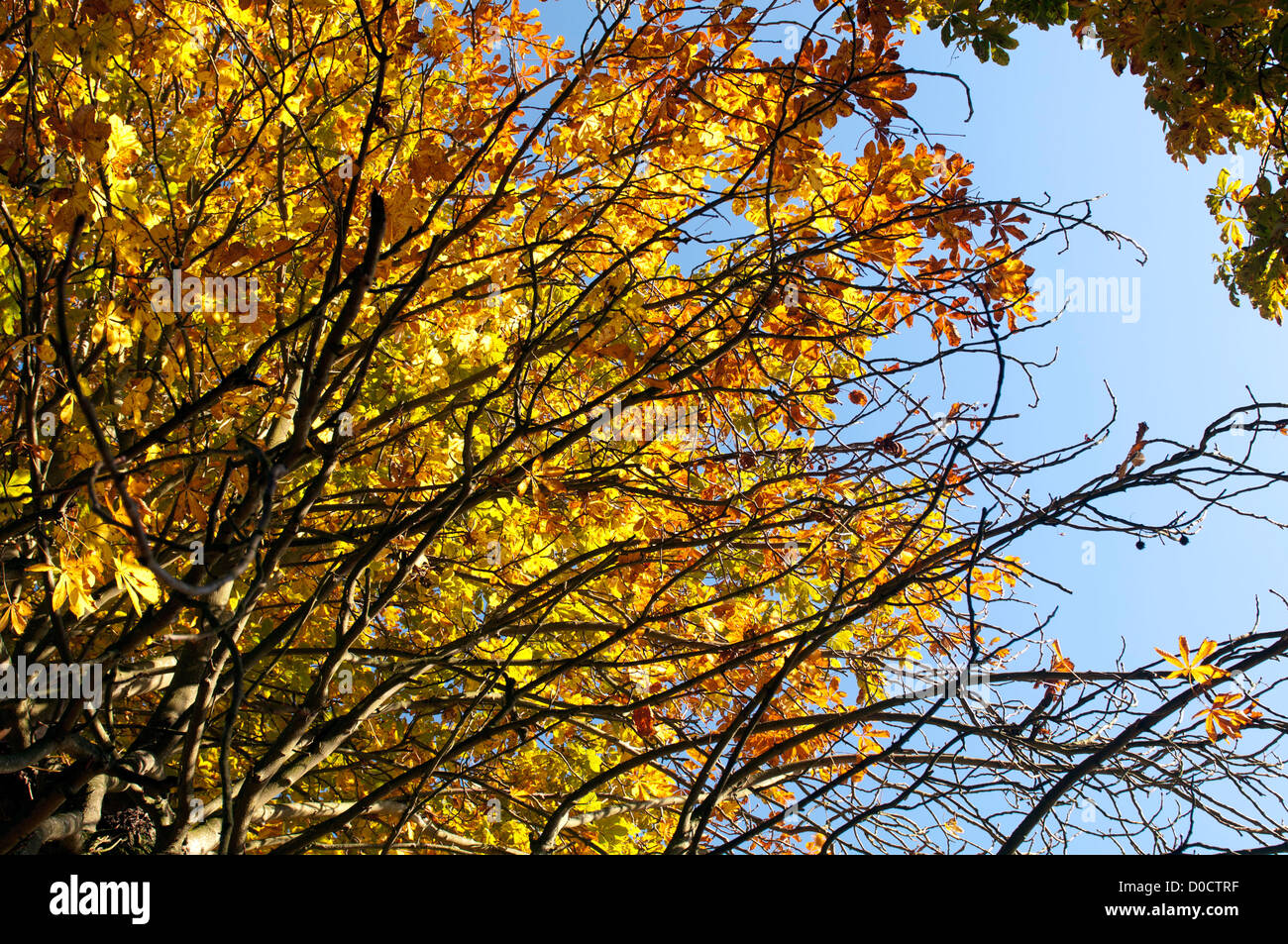 Aesculus hippocastanum horse chestnut tree hi-res stock photography and ...