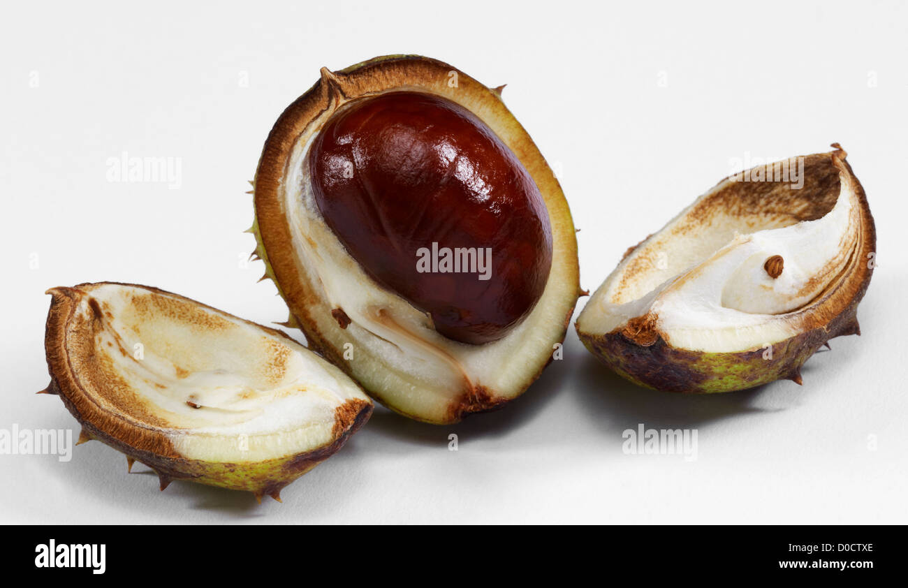 Horse chestnut life cycle hi-res stock photography and images - Alamy