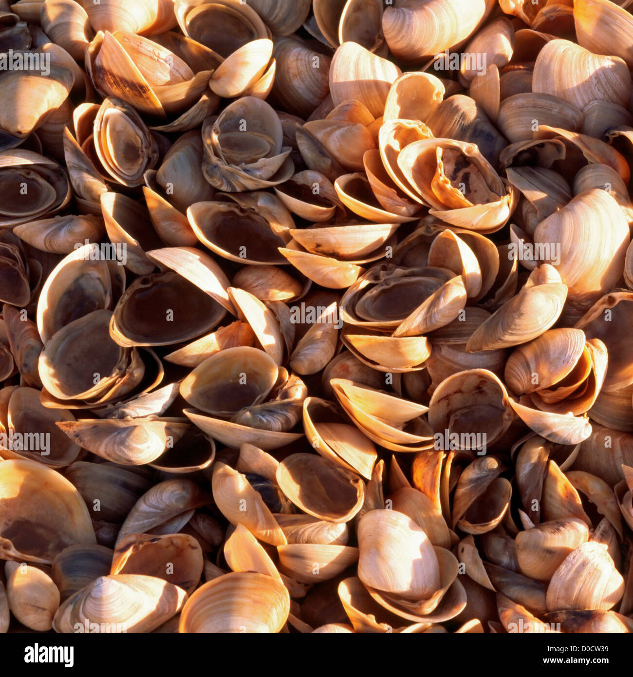 Clam Shells in the Morning Light Stock Photo - Alamy